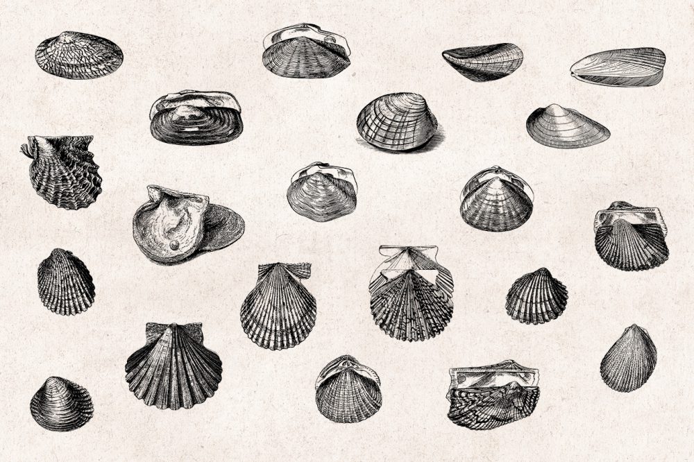Shells - Vintage Engraving Illustration Set - Graphic Goods
