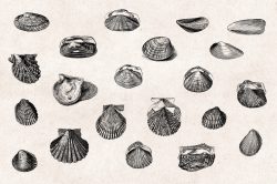 Shells - Vintage Engraving Illustration Set - Graphic Goods