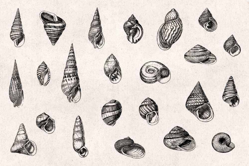 Shells - Vintage Engraving Illustration Set - Graphic Goods
