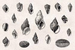 Shells - Vintage Engraving Illustration Set - Graphic Goods