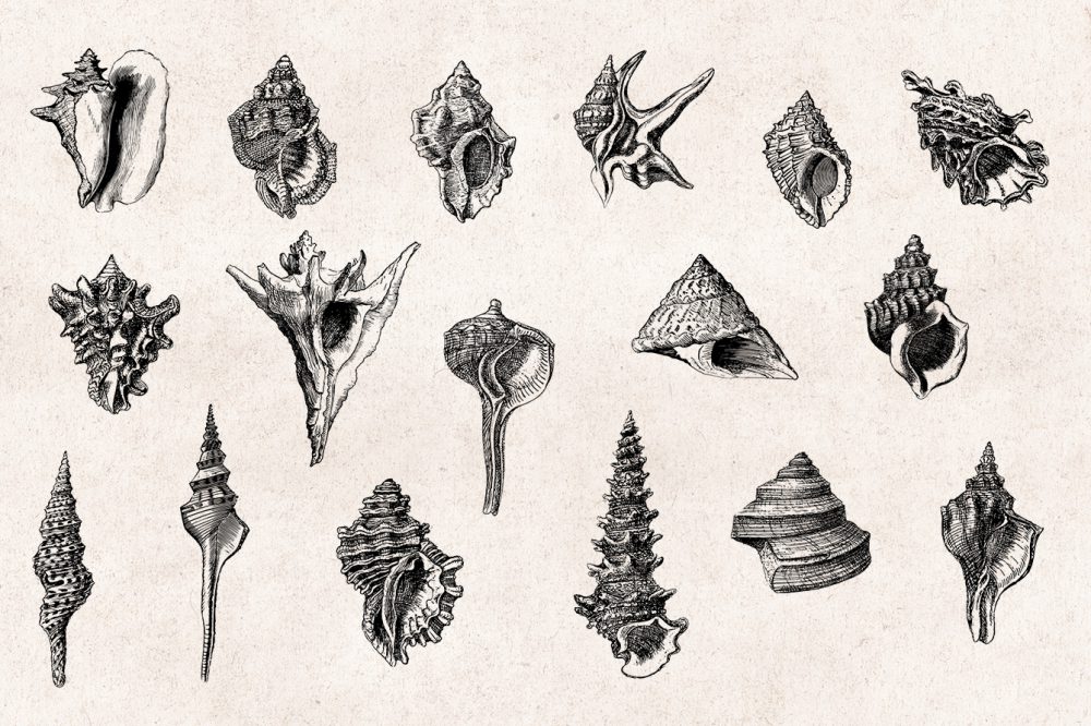 Shells - Vintage Engraving Illustration Set - Graphic Goods