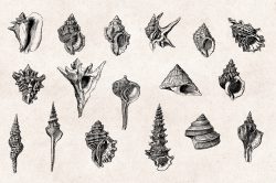 Shells - Vintage Engraving Illustration Set - Graphic Goods