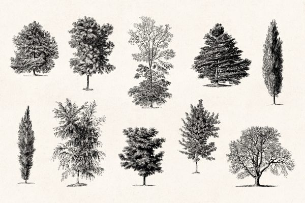 Trees - Vintage Illustration Set - Graphic Goods