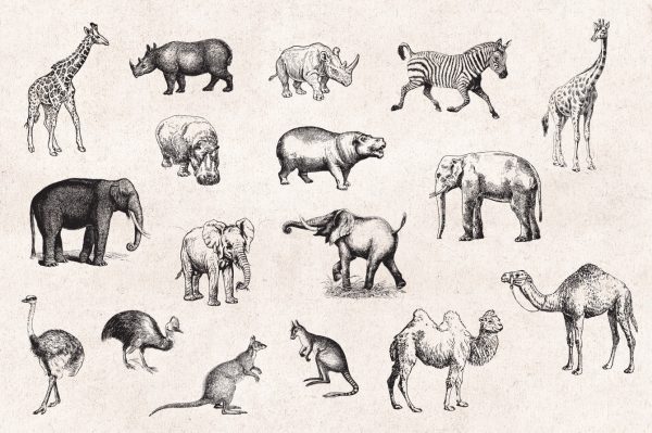 Wild Animals Engraving Illustration Set - Graphic Goods