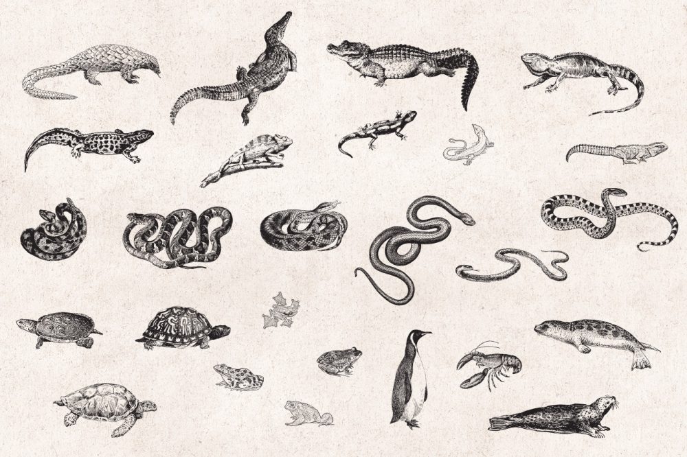 Wild Animals Engraving Illustration Set - Graphic Goods