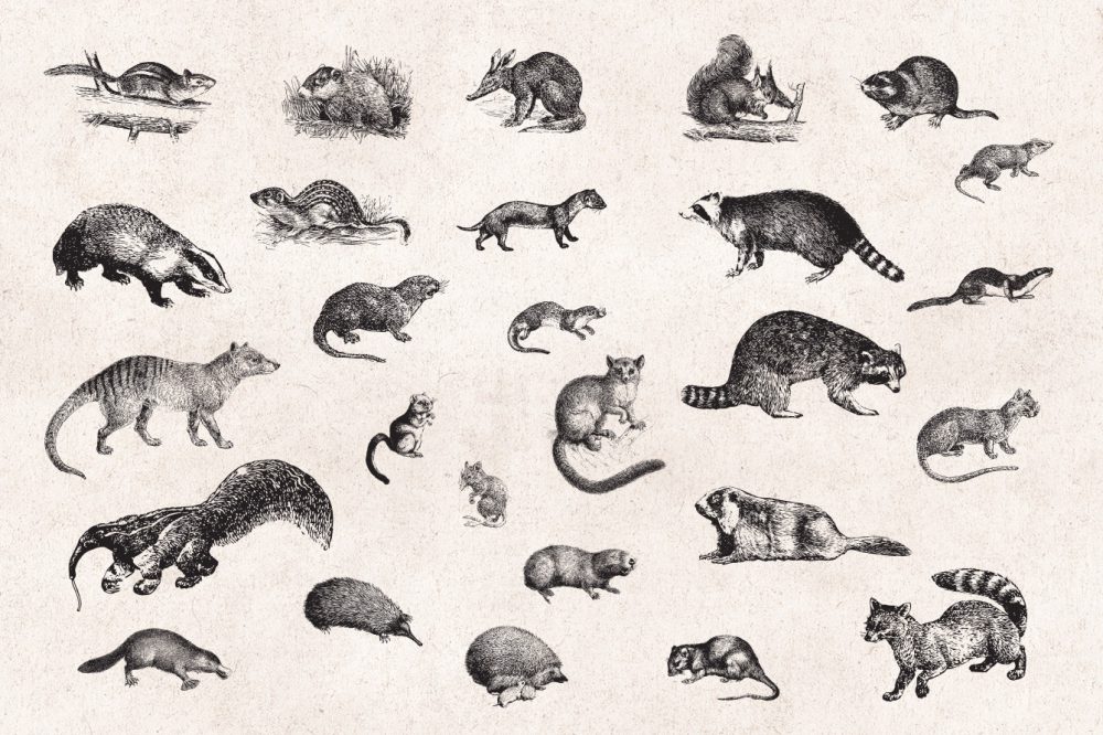 Wild Animals Engraving Illustration Set - Graphic Goods