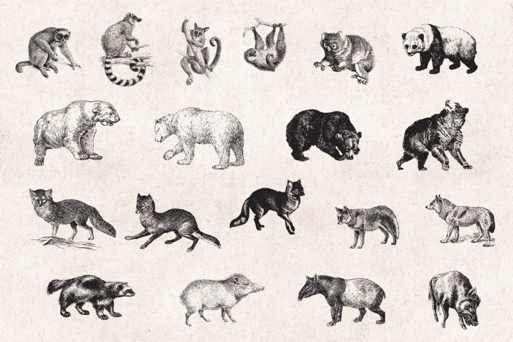Wild Animals Engraving Illustration Set - Graphic Goods