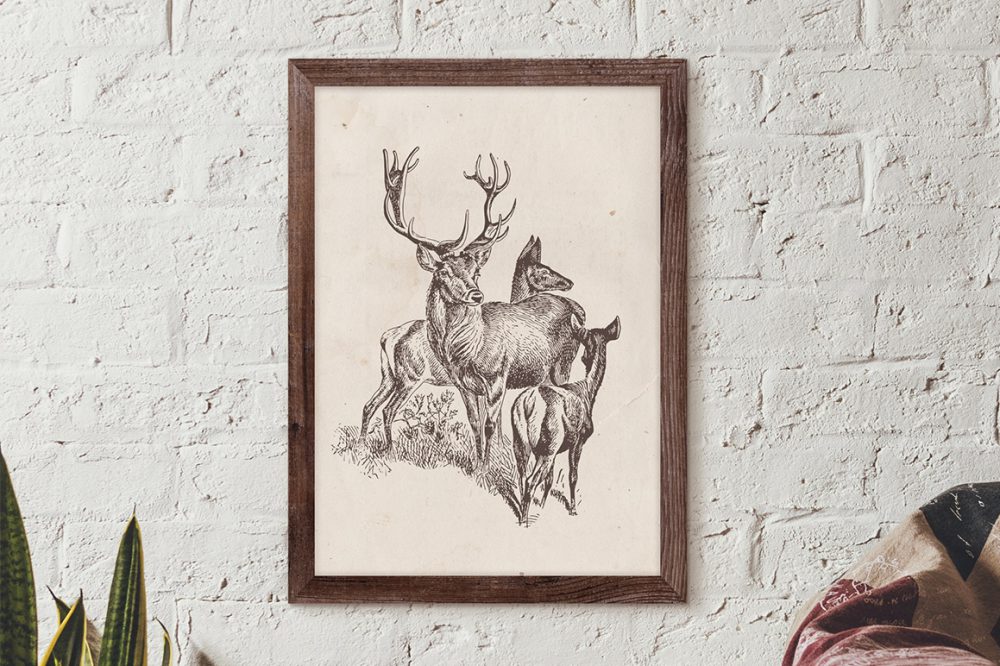 Wild Animals Engraving Illustration Set - Graphic Goods