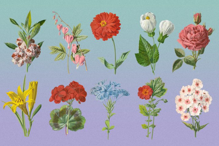 Atlas of Flowers - Vintage Botanical Art Set - Graphic Goods